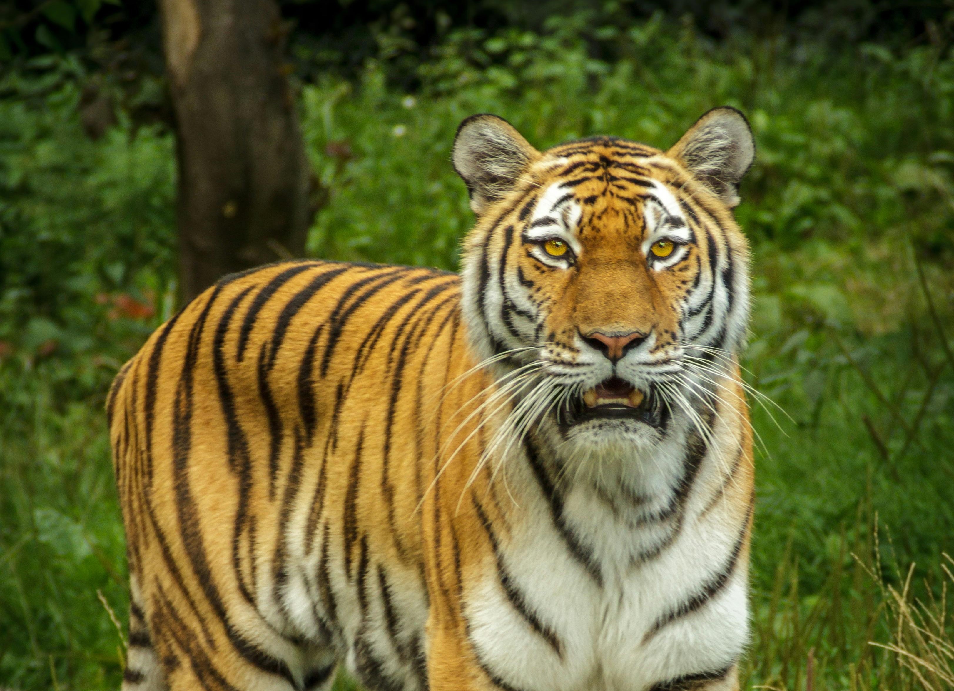 Ranthambore National Park Rajasthan | Tiger Reserve