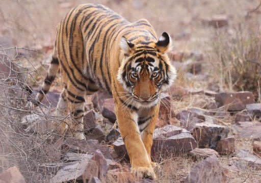 Ranthambore National Park Rajasthan | Tiger Reserve