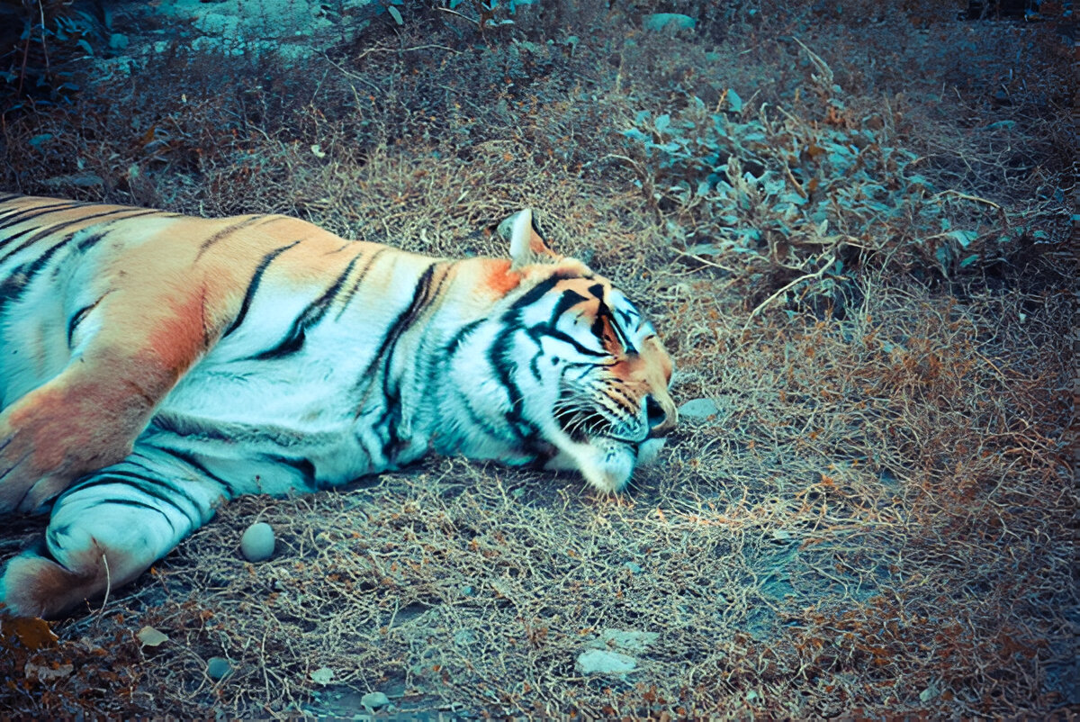 Ranthambore National Park | Tiger Reserve in Rajasthan