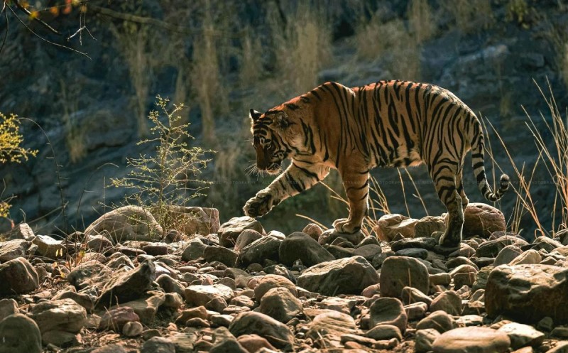 Ranthambore National Park | Tiger Reserve in Rajasthan