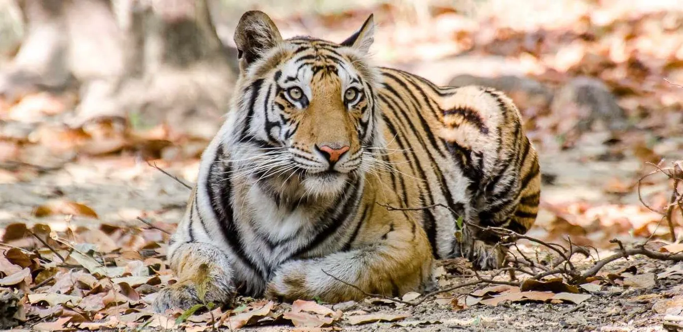 Explore Tiger Reserves: Rajasthan & National Parks in India