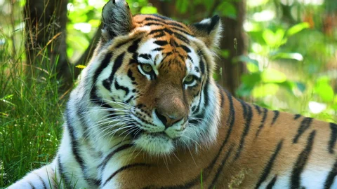 Explore Tiger Reserves: Rajasthan & National Parks in India