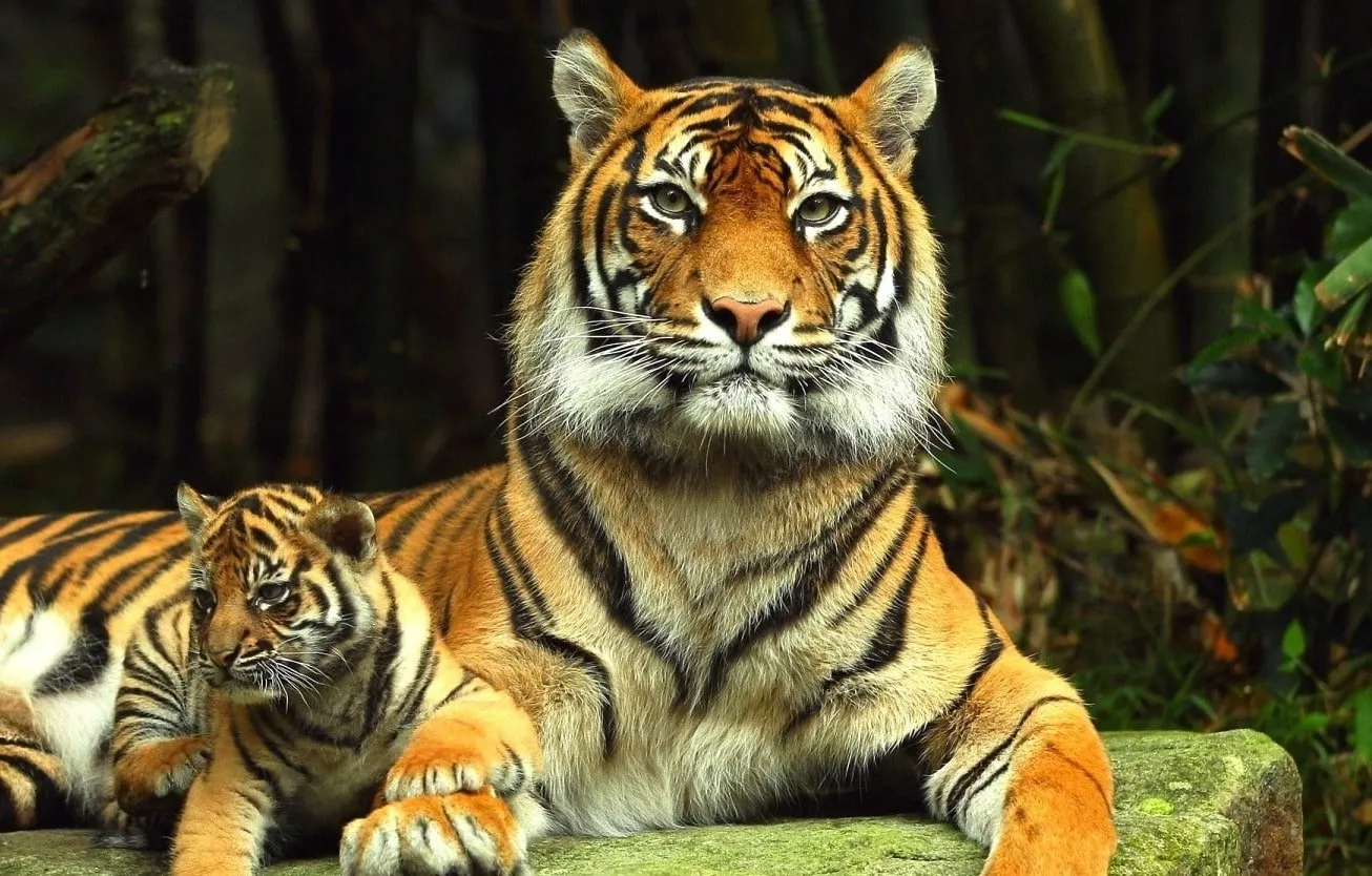 Explore Tiger Reserves: Rajasthan & National Parks in India